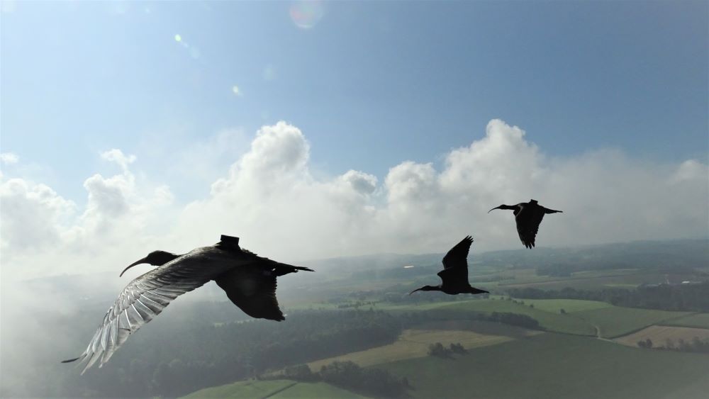 Bald Ibis: Migration and data collection successfully completed | fusanilab