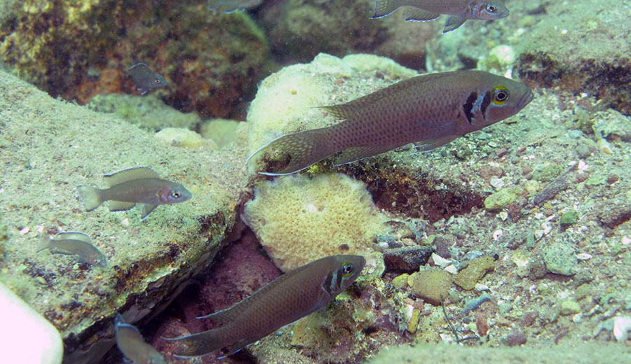 MSc project available: How personality and sex influence problem ...