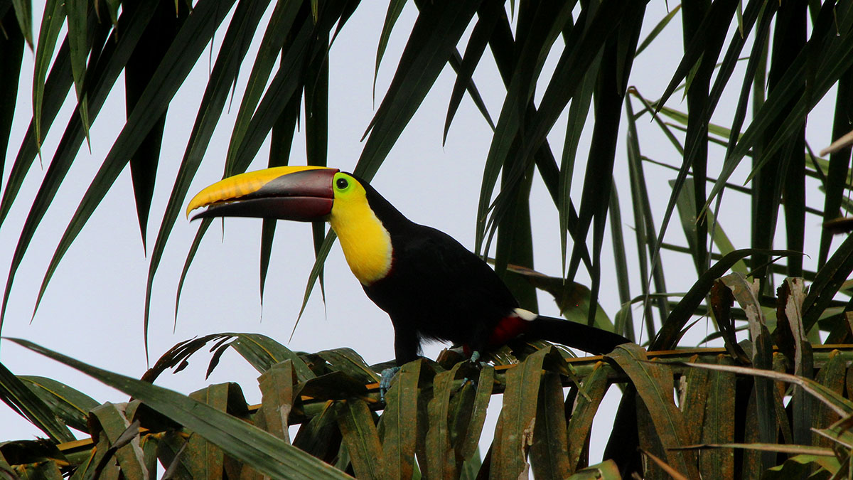 Linking bird diversity and agricultural management in tropical ...