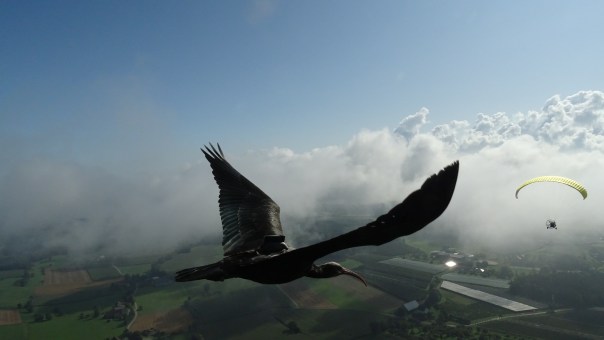 Energy savings of formation flight in a migratory bird | fusanilab