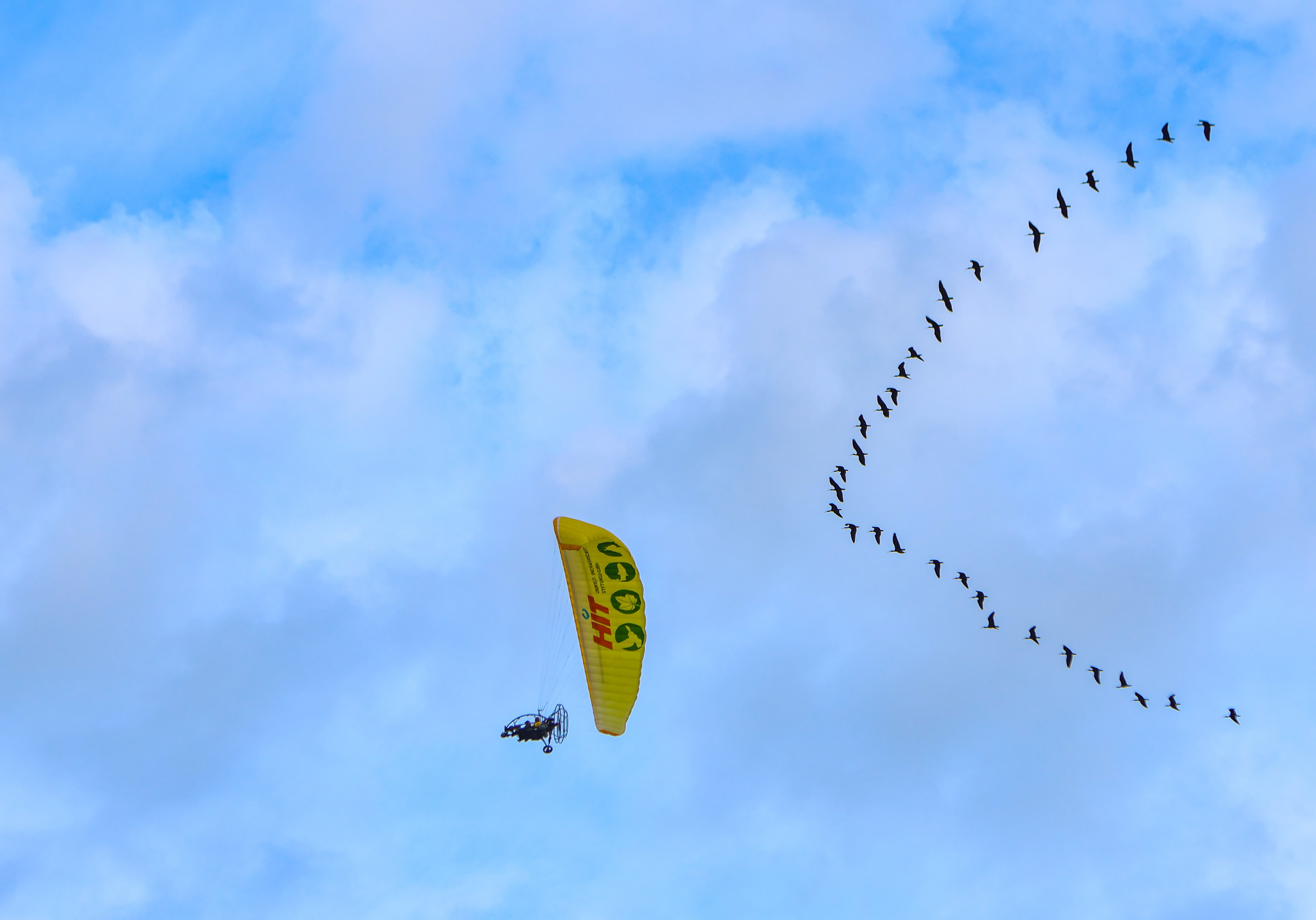 Energy savings of formation flight in a migratory bird | fusanilab